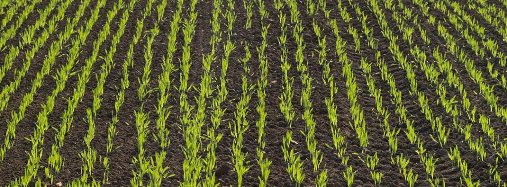 cornfield - City of Little Rock, Iowa